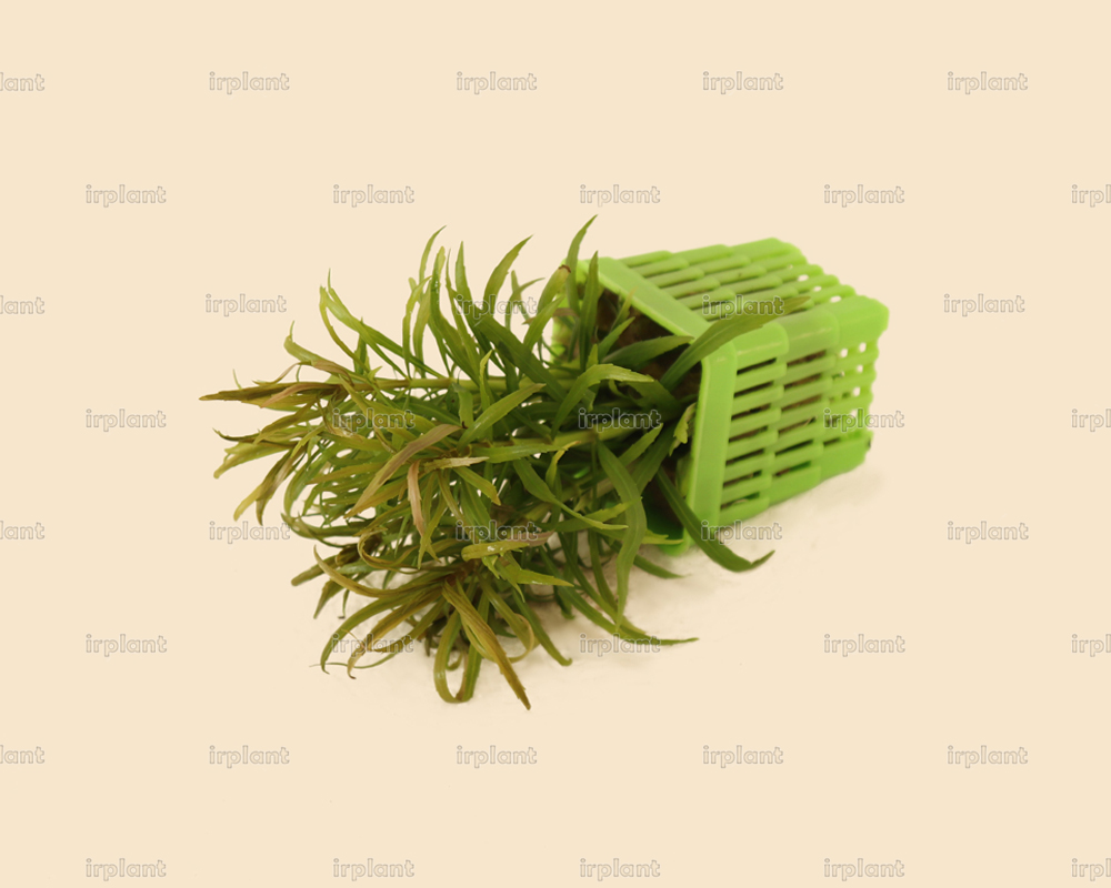 Eustralis Stellata – IR Plant